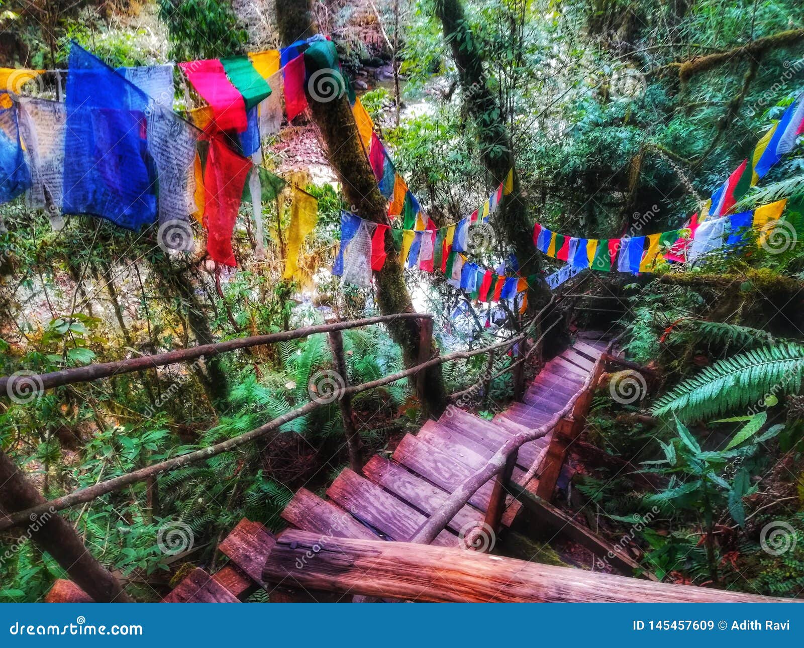 Steps of nature stock image. Image of steps, wooden - 145457609