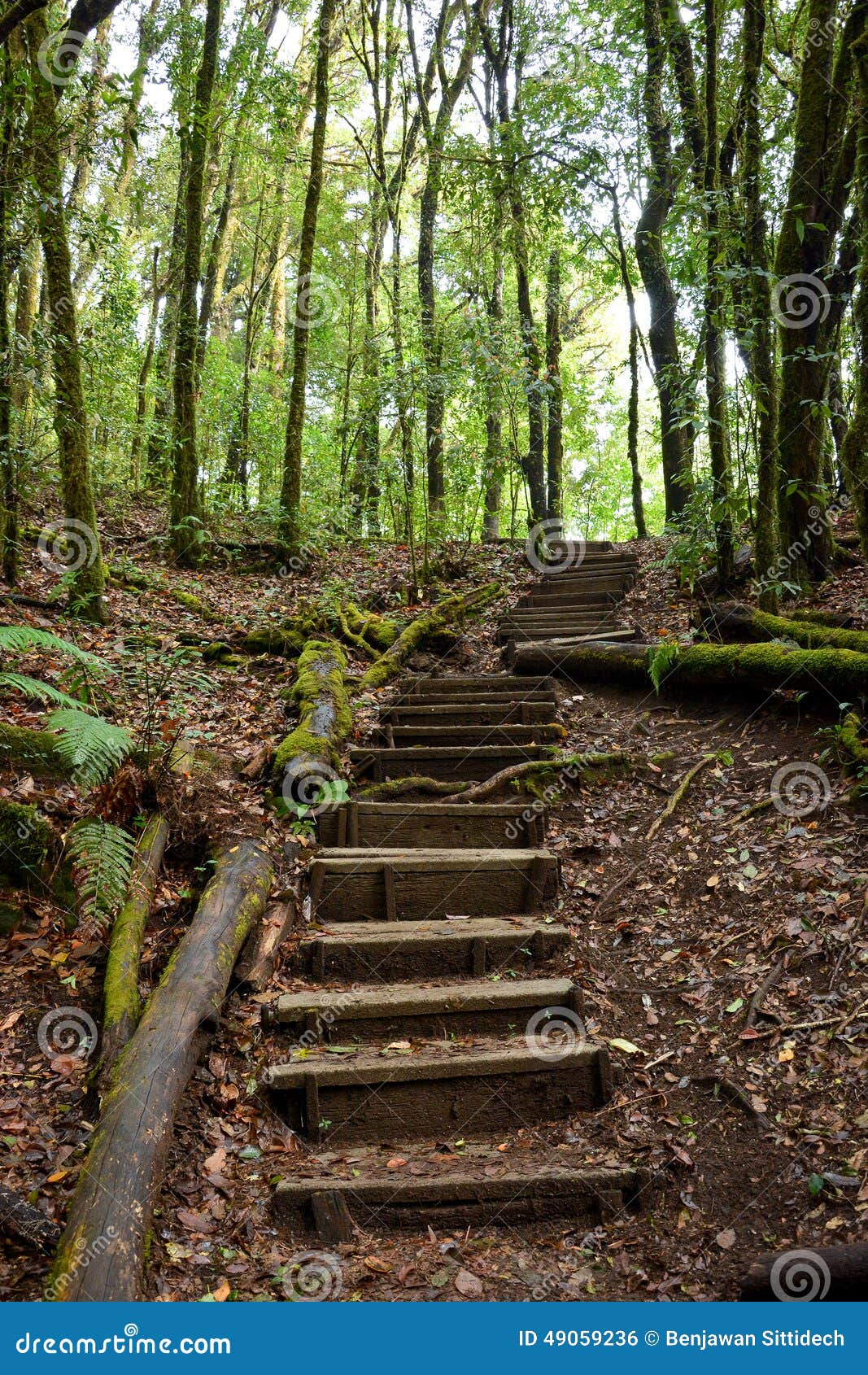 Steps Ot Wooden Stair in the Forest Stock Photo - Image of forest ...