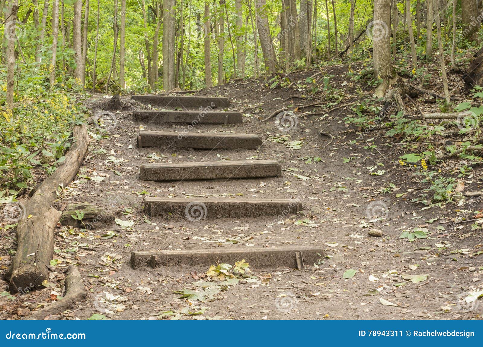 Steps on the Path stock image. Image of hike, natural - 78943311