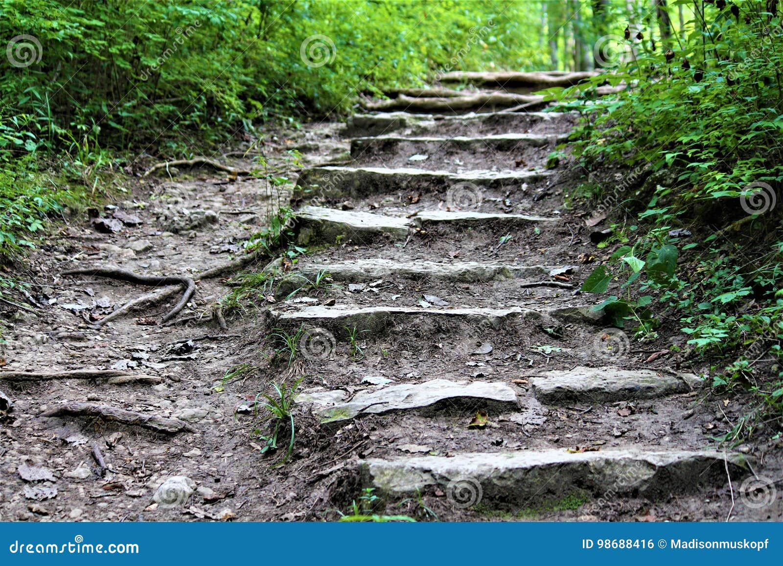 Steps on the Path stock photo. Image of outdoor, dirt - 98688416