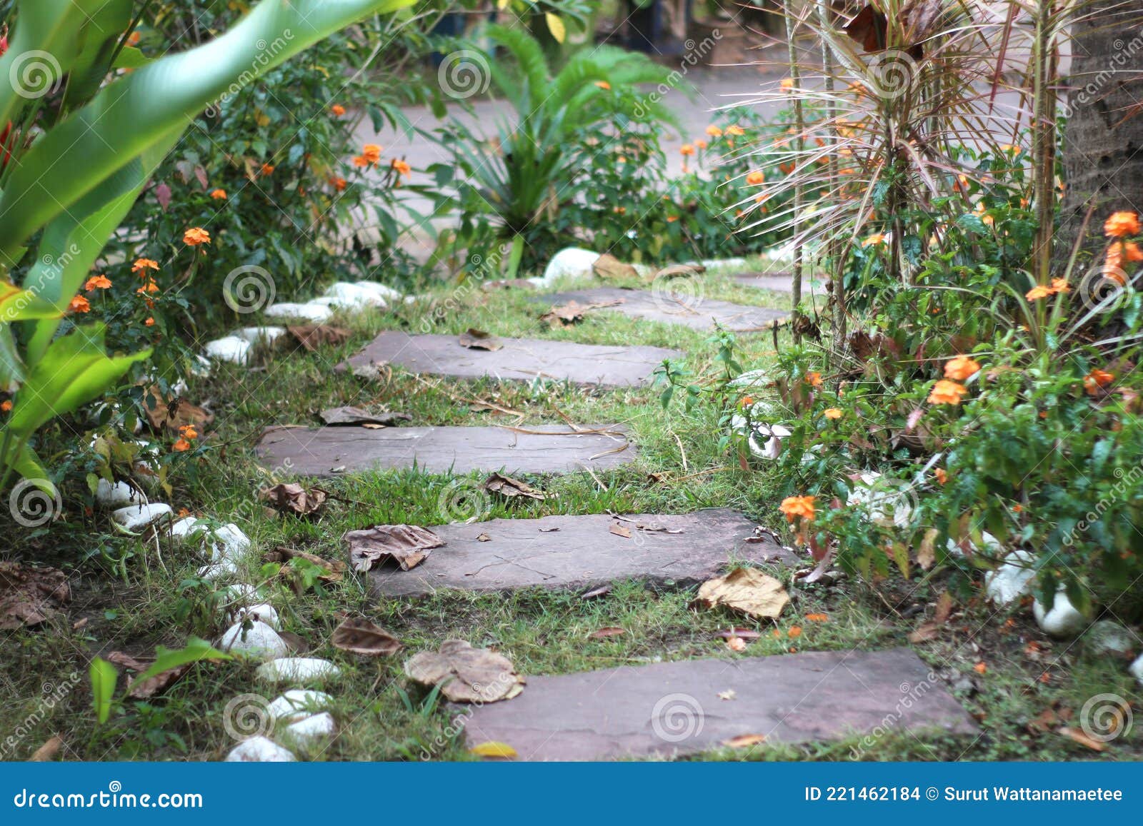 Steps Pathway and Flowers in Garden Stock Photo - Image of spring ...