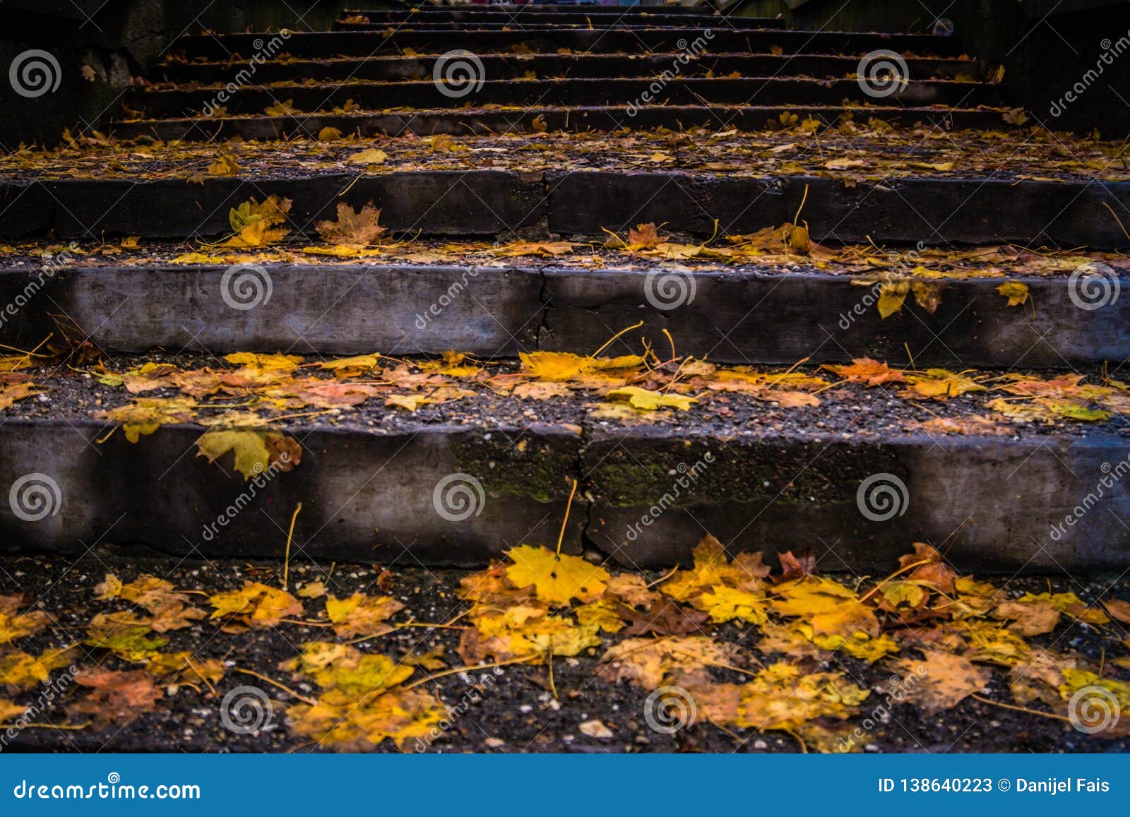 Steps after Rain with Yellow Leafs Stock Image - Image of lawn ...