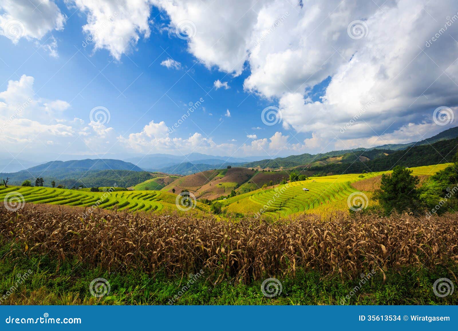 Steps rice field stock photo. Image of lush, ladder, farming - 35613534