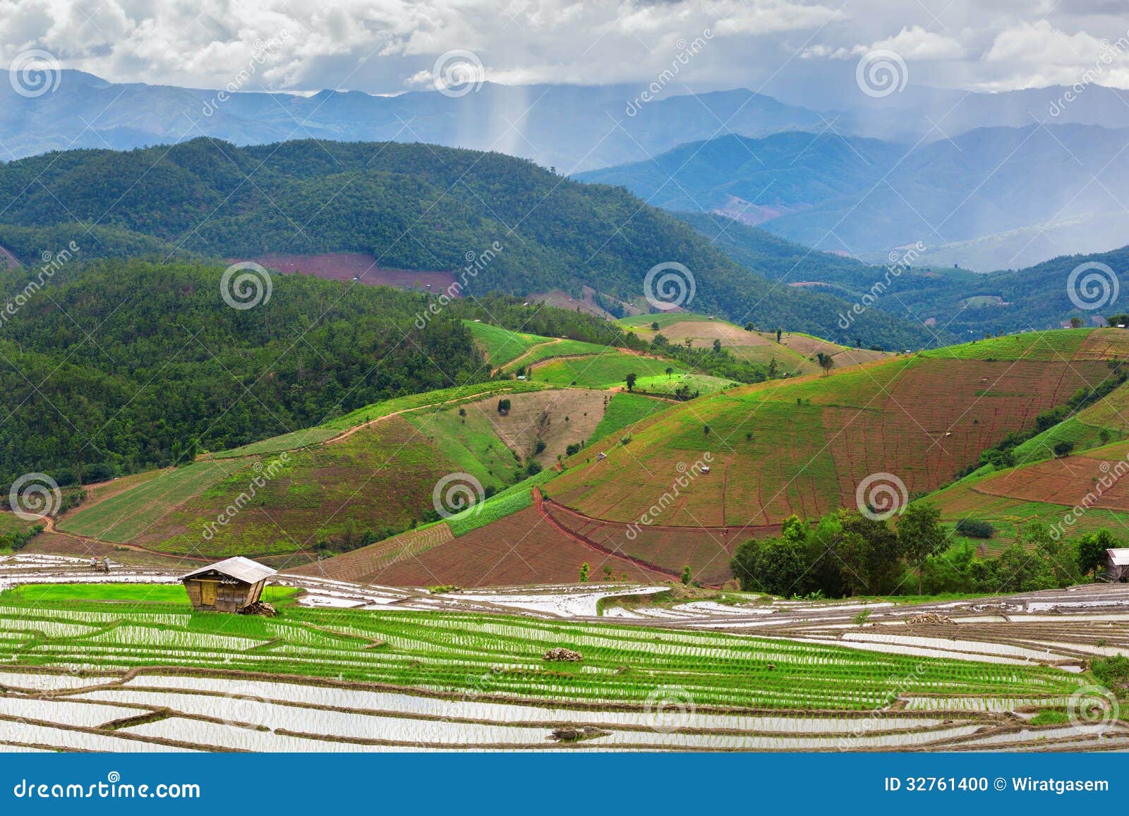 Steps rice field stock photo. Image of asian, plant, cultivation - 32761400