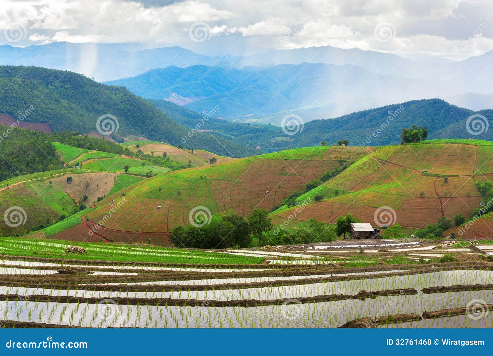 Steps rice field stock photo. Image of indonesia, harvest - 32761460