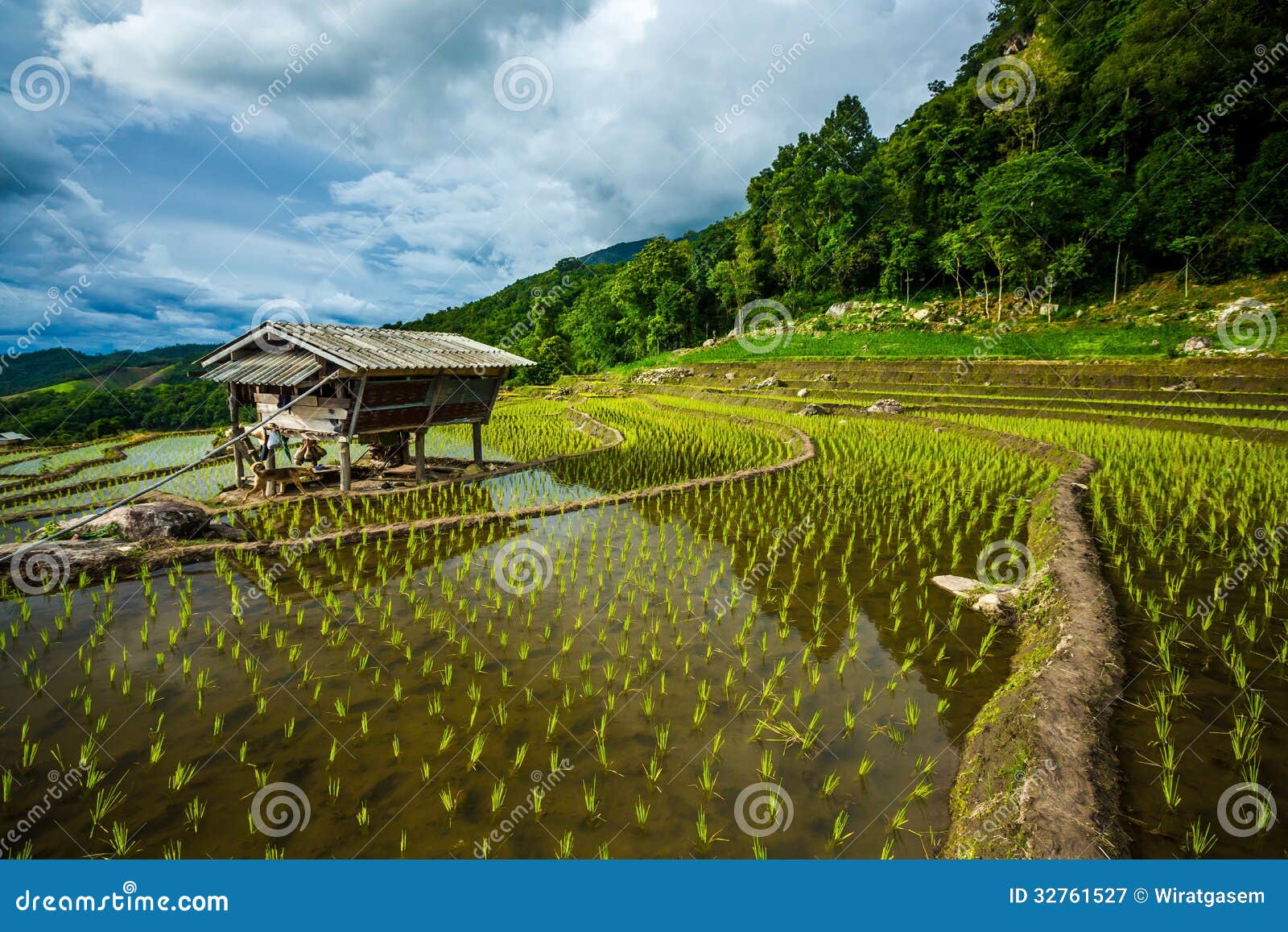 Steps rice field stock image. Image of formation, culture - 32761527