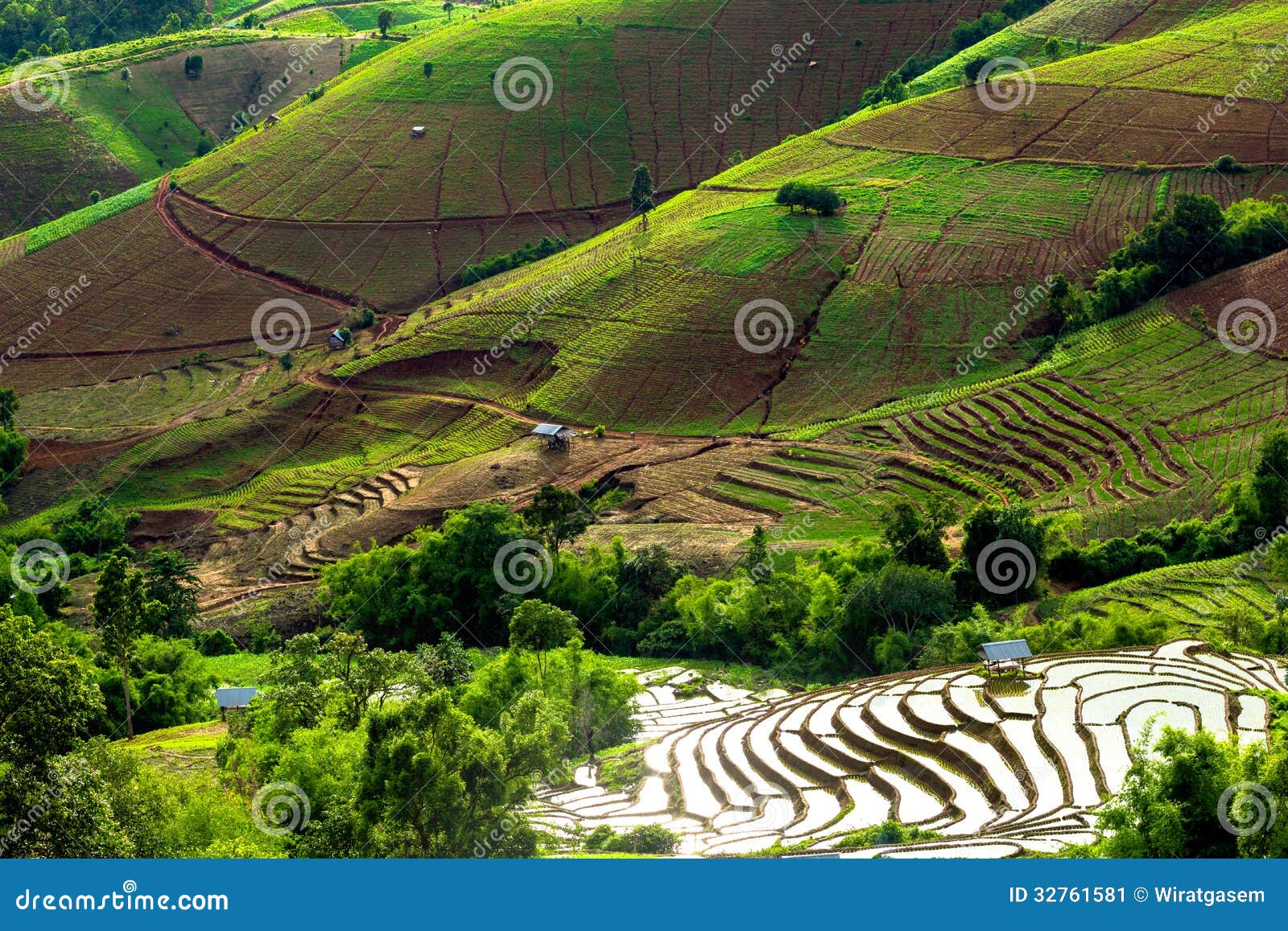 Steps rice field stock image. Image of grow, indonesia - 32761581