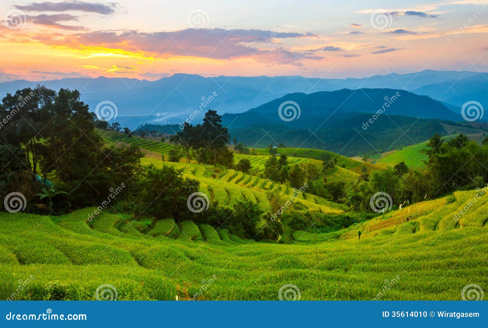 Steps rice field on sunset stock photo. Image of nature - 35614010