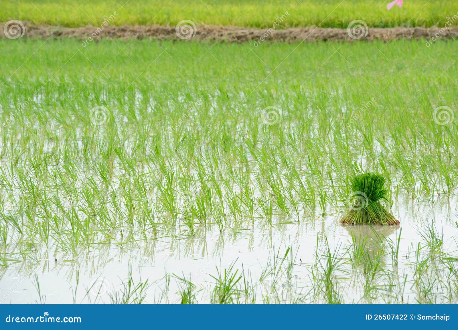 Steps Rice Field of Thailand. Stock Photo - Image of people, pattern ...