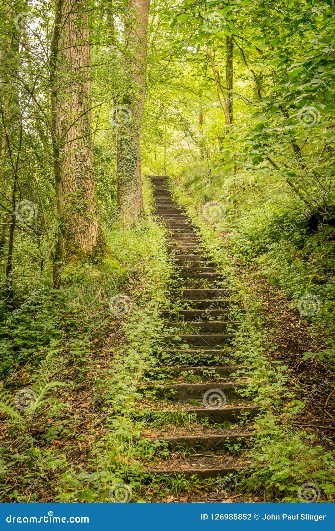 Steps or Stairs Leading through the Forest. Stock Photo - Image of ...