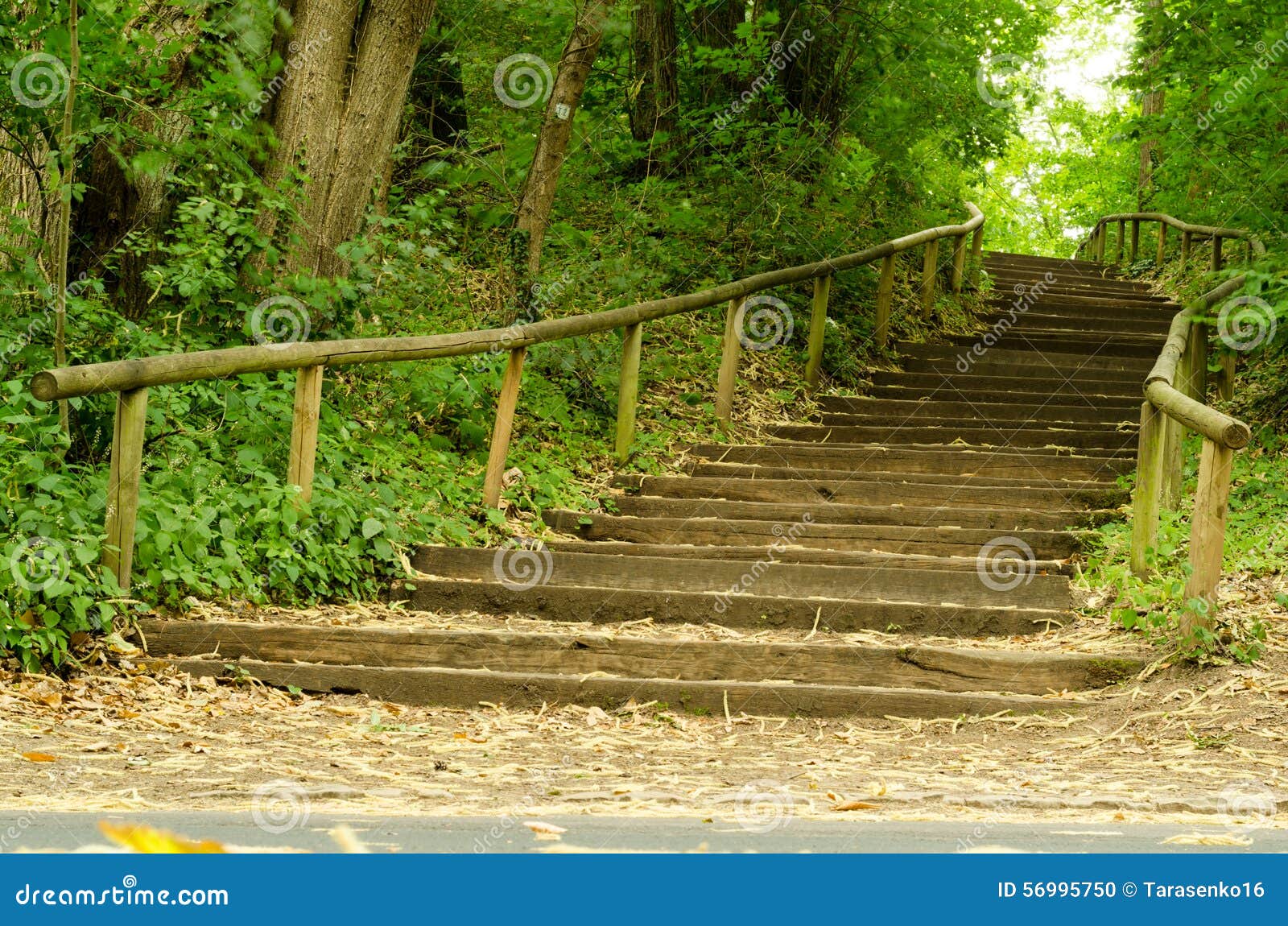 Steps stock photo. Image of trail, wood, step, upstairs - 56995750