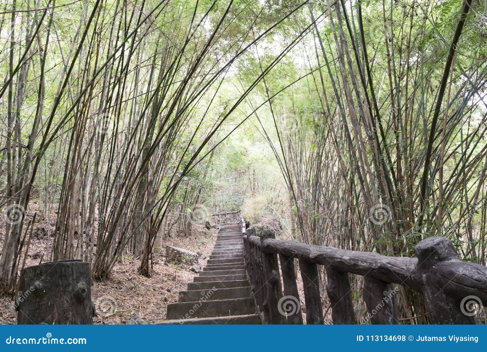 Steps stock photo. Image of nature, steps, cave, green - 113134698