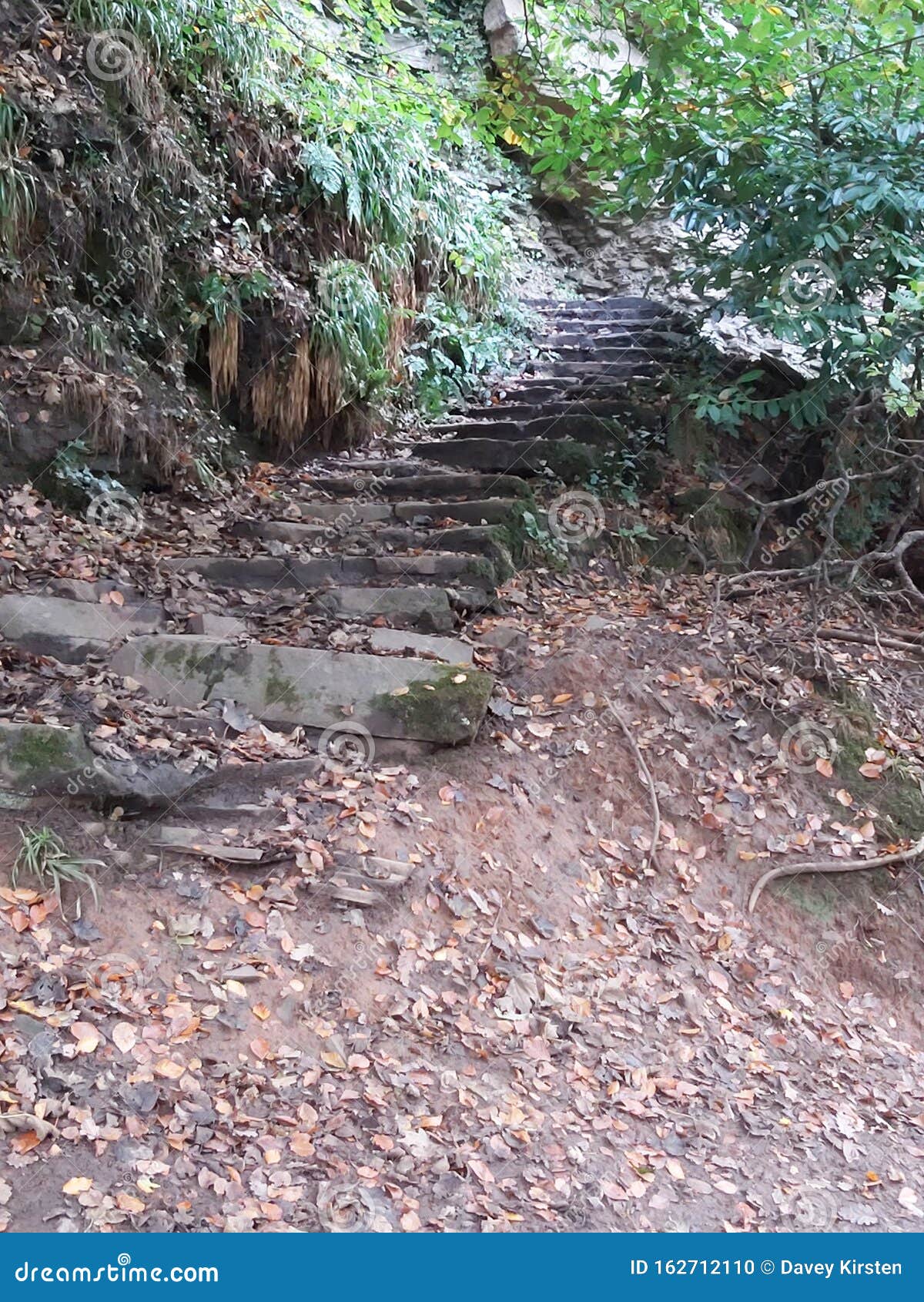 Steps Stone Forest Nature Scene Stairs Step Sunshine Stock Photo ...