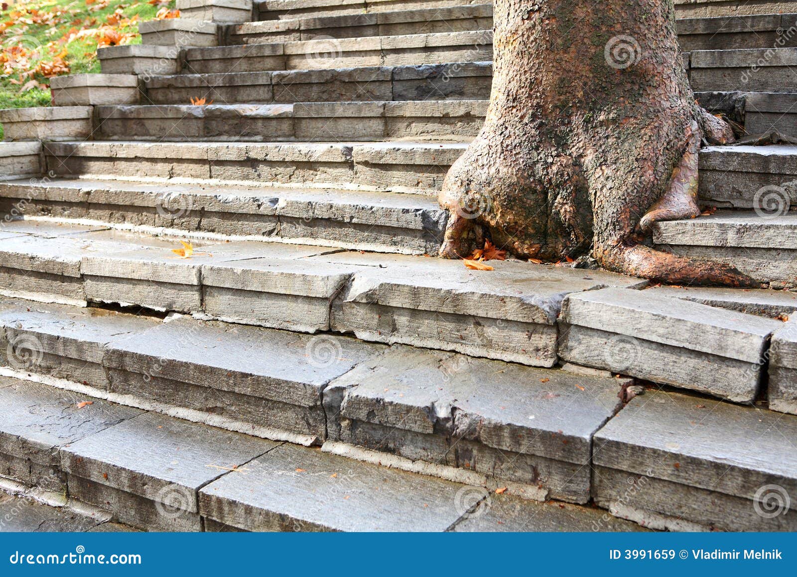 Steps and tree stock image. Image of power, stem, history - 3991659