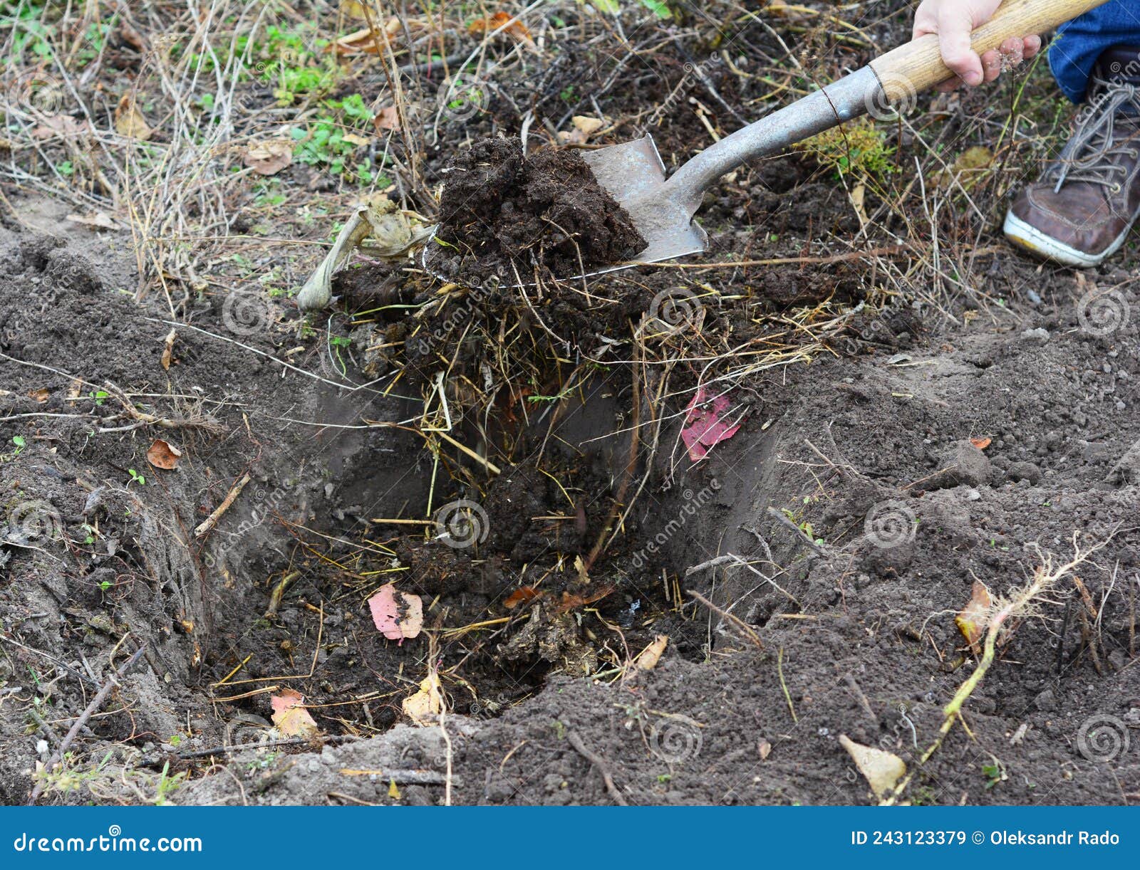 Steps of Tree Planting: a Gardener is Adding Fertile Soil for Planting ...