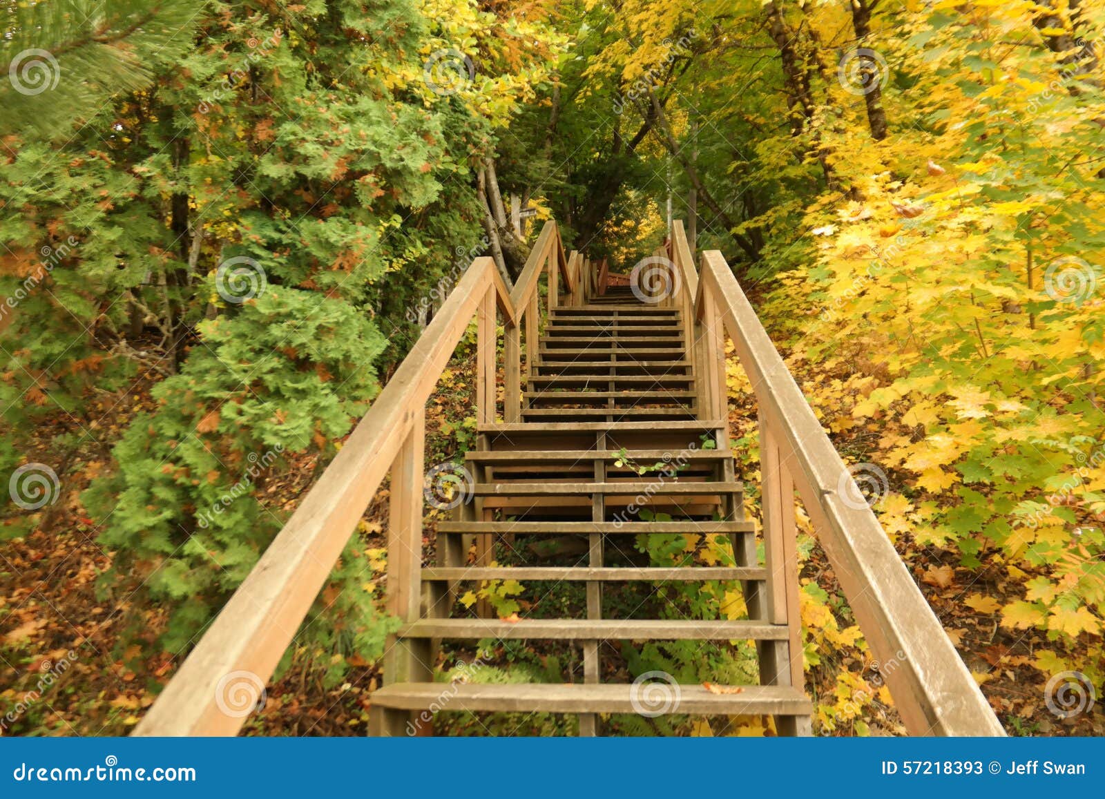 Steps into the trees stock image. Image of trees, steps - 57218393