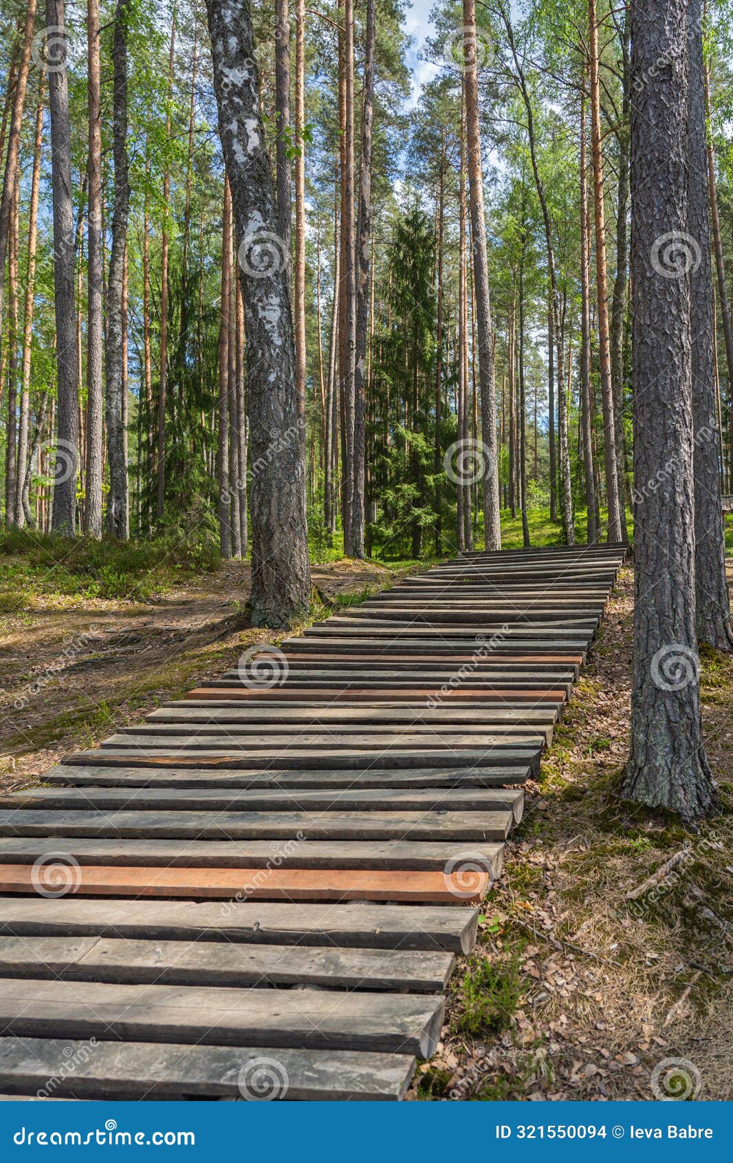 Steps Up in a Light Forest between Pine Trees Stock Photo - Image of ...