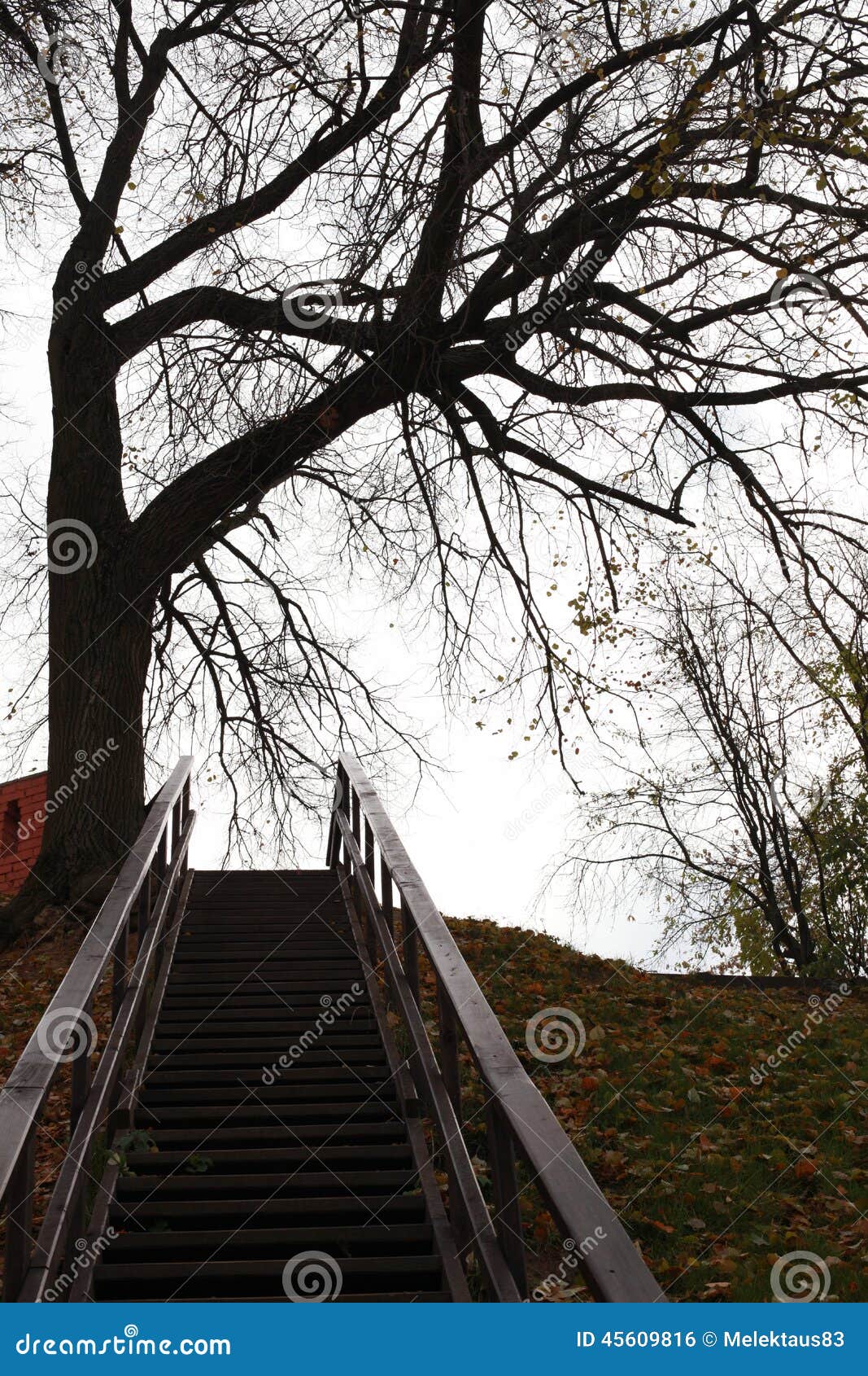 Steps up stock photo. Image of wooden, rung, tree, season - 45609816