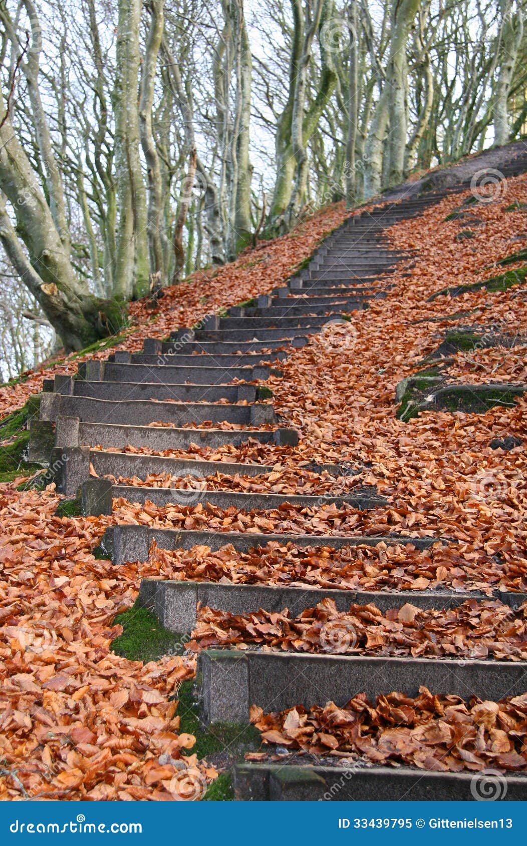Steps stock image. Image of steps, wooden, wither, forest - 33439795