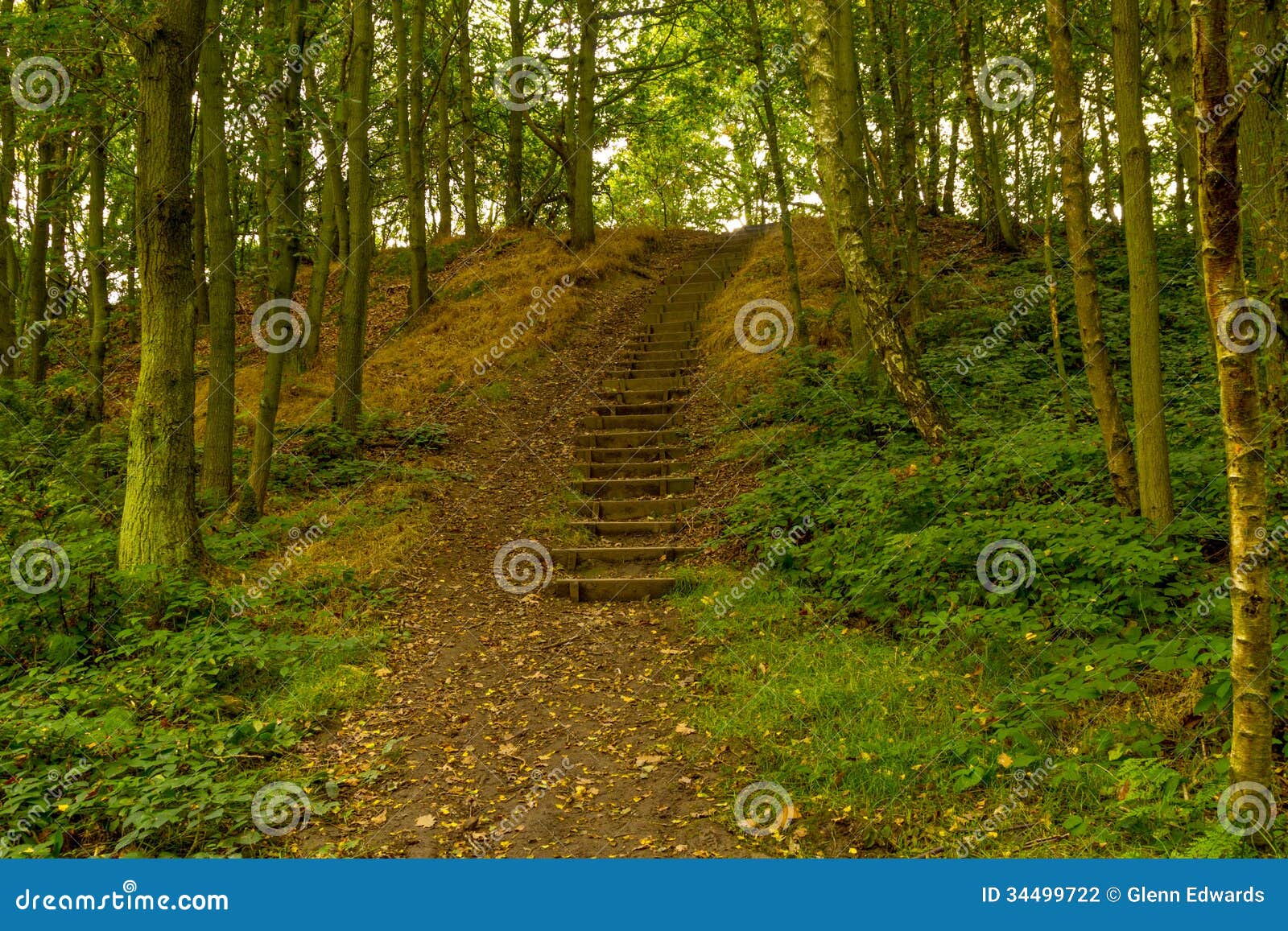 Steps in the woods stock photo. Image of hill, scenic - 34499722