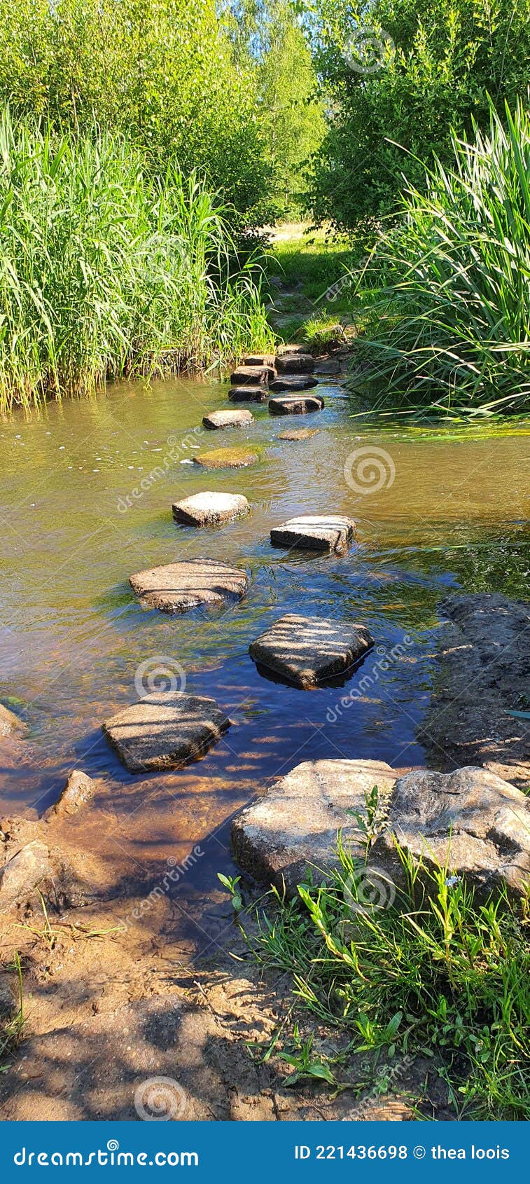 Stepstones in river stock photo. Image of forest, grass - 221436698