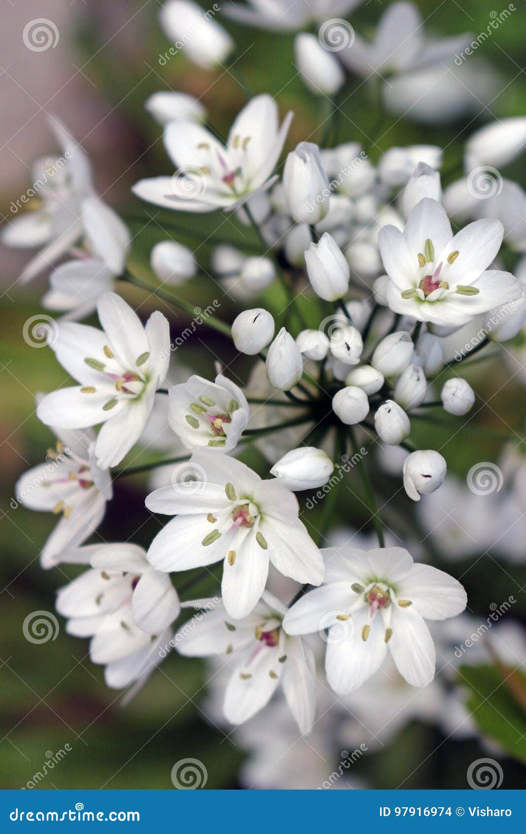 Ster van bethlehem bloem stock foto. Image of bloei, eeuwigdurend ...