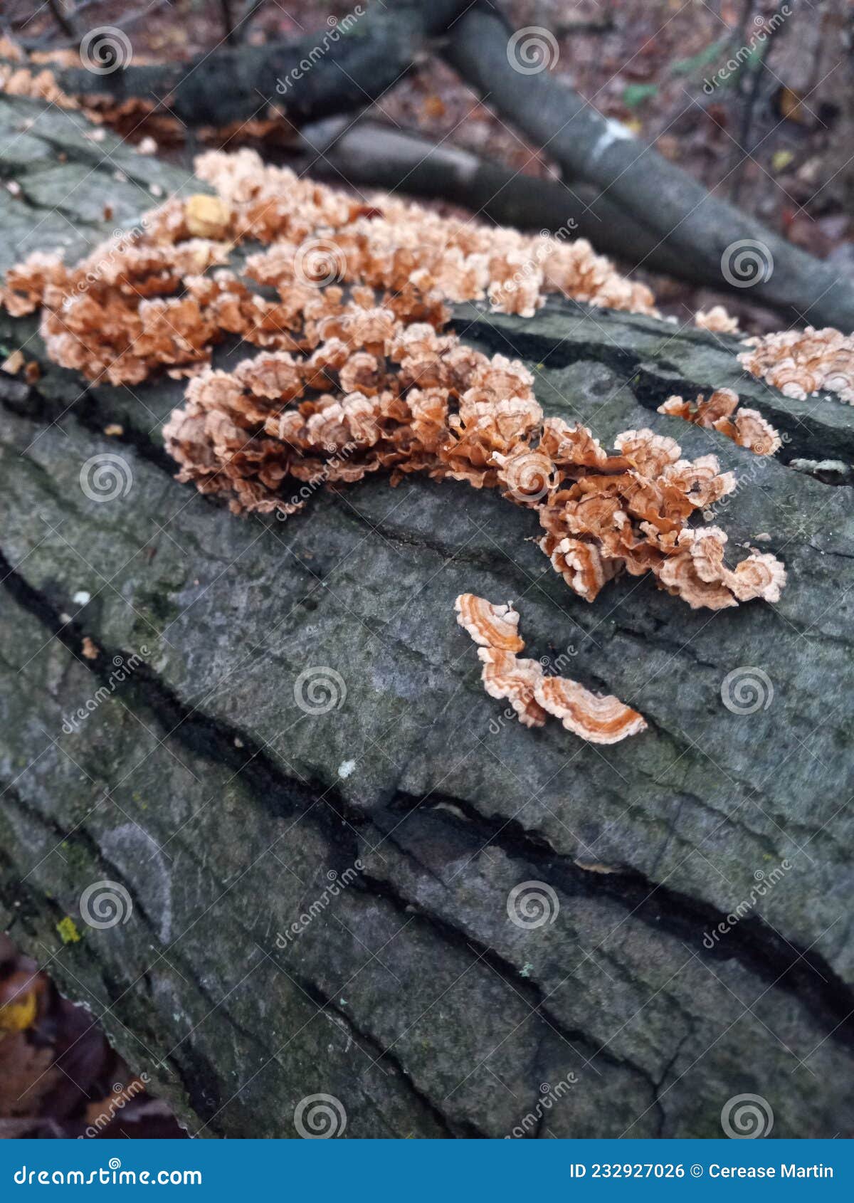 Steraceae crust fungi stock photo. Image of insect, crust - 232927026