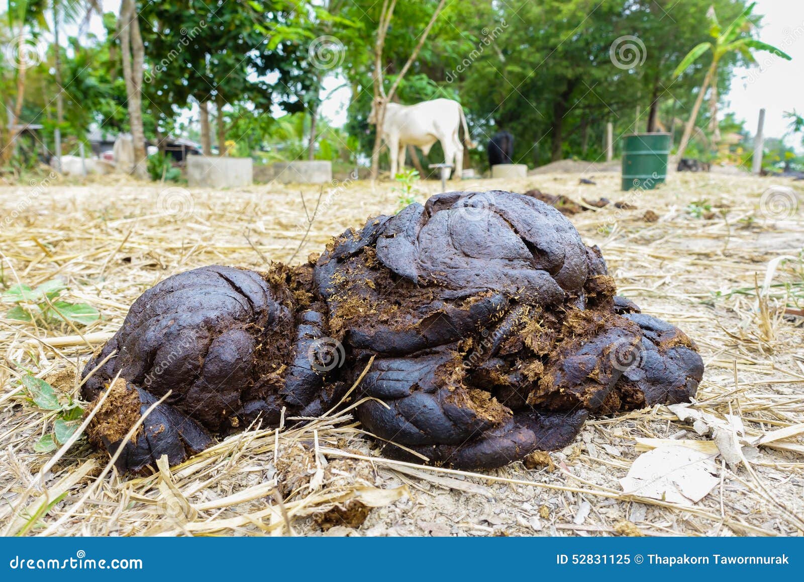 Sterco Di Mucca Con La Mucca Immagine Stock - Immagine di esterno ...