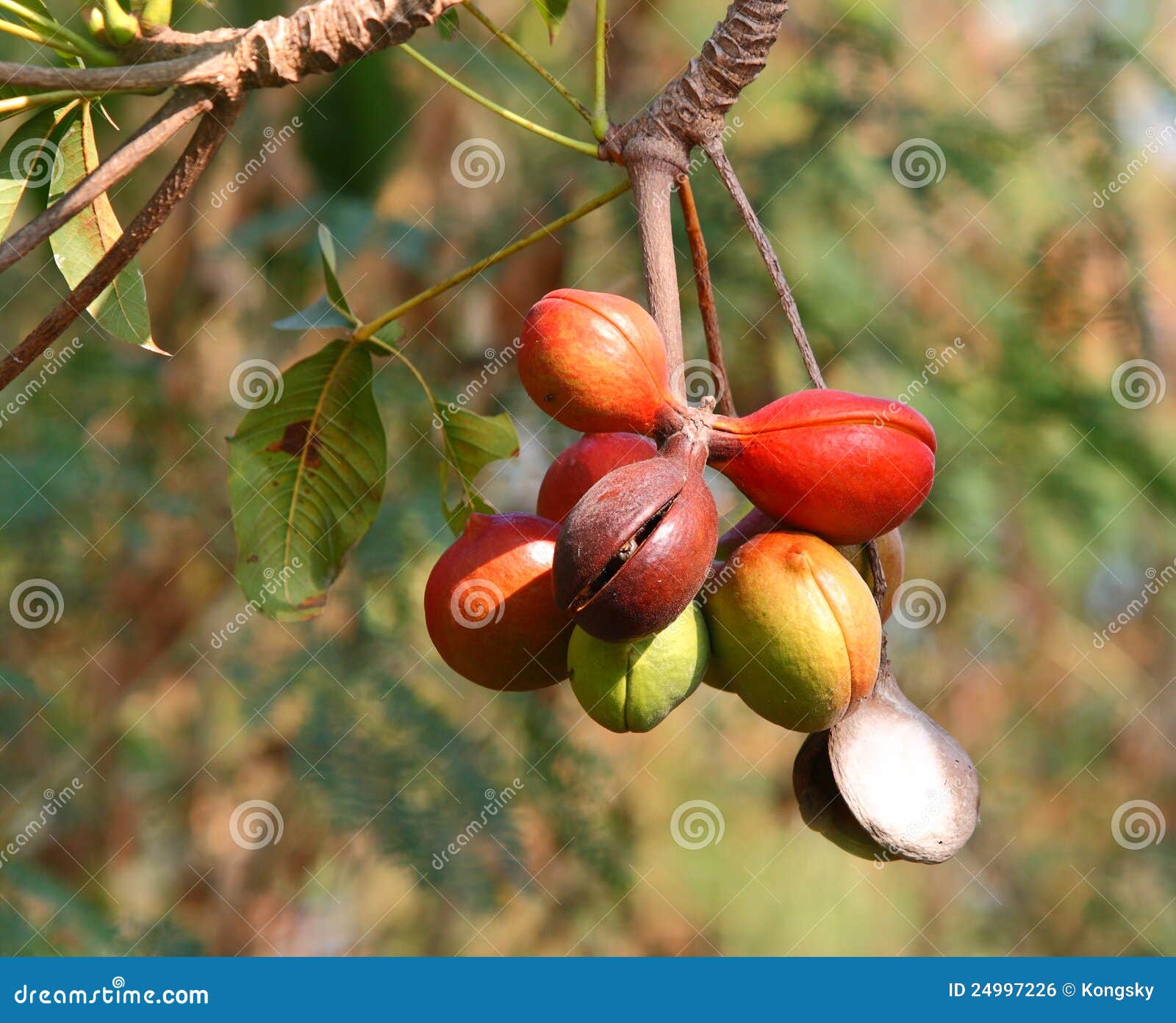 Sterculiaceae on tree stock photo. Image of biomass, biofuel - 24997226