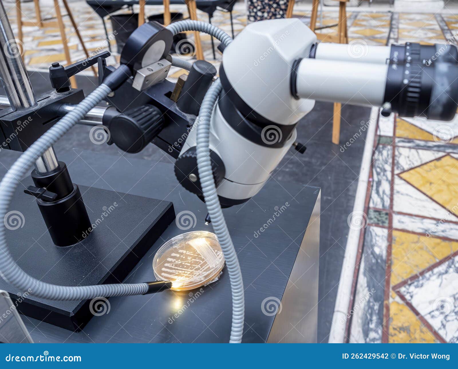 Stereo Microscope Trained on a Nutrient Agar Plate Stock Photo - Image ...