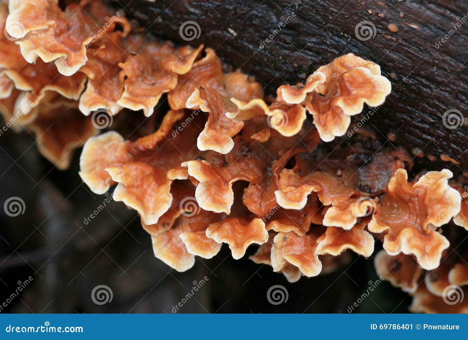 Stereum Complicatum Mushrooms Stock Image - Image of forest, crust ...