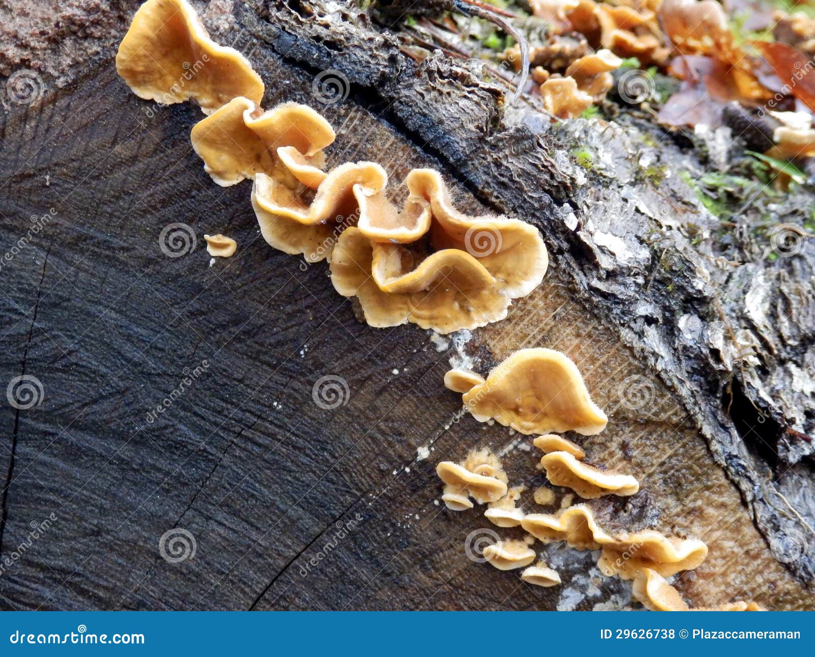 Stereum Hirsutum stock photo. Image of crust, fungus - 29626738