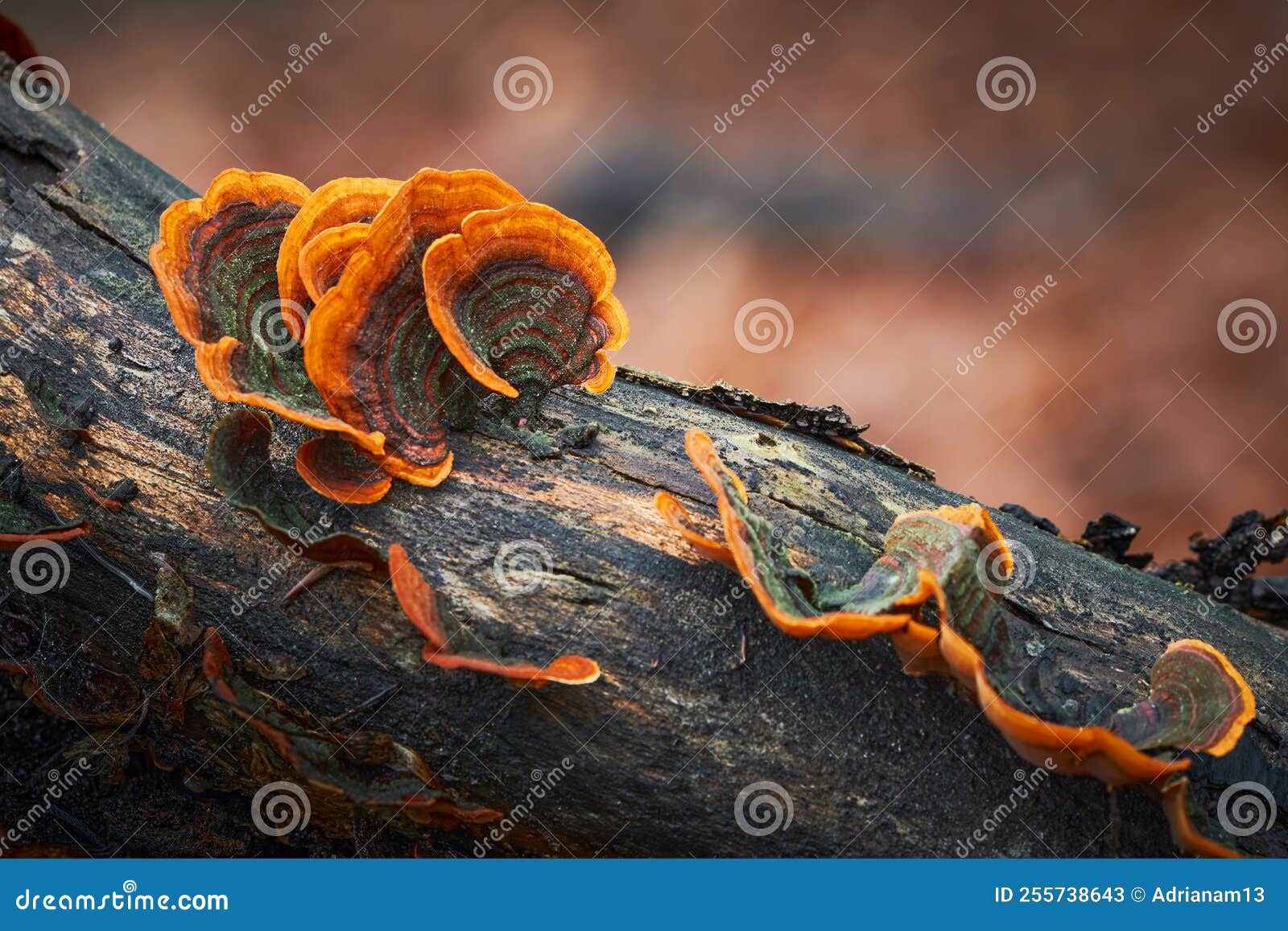 Stereum subtomentosum stock image. Image of layers, multicolor - 255738643