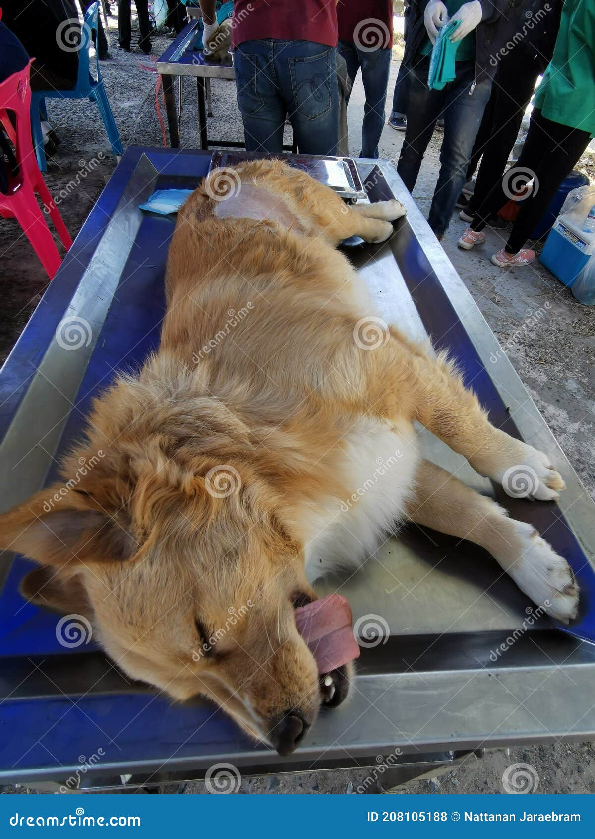 Sterilization of dogs stock photo. Image of domestic - 208105188
