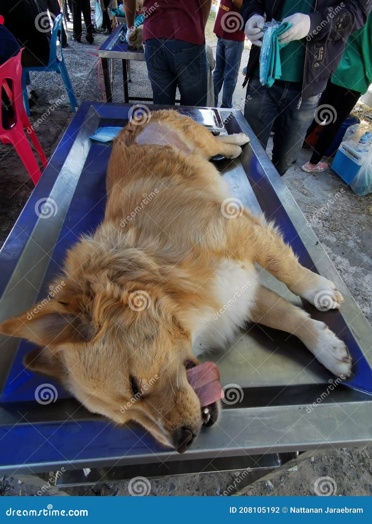 Sterilization of dogs stock photo. Image of domestic - 208105192