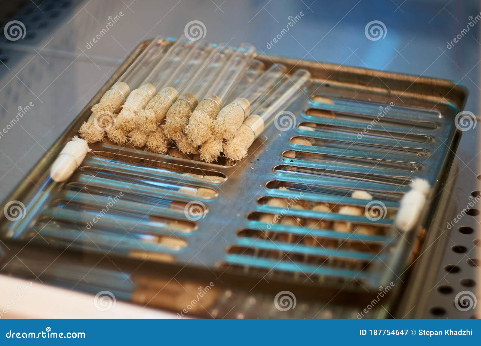 Sterilization of Test Tubes in a Dry-burning Cabinet Stock Image ...