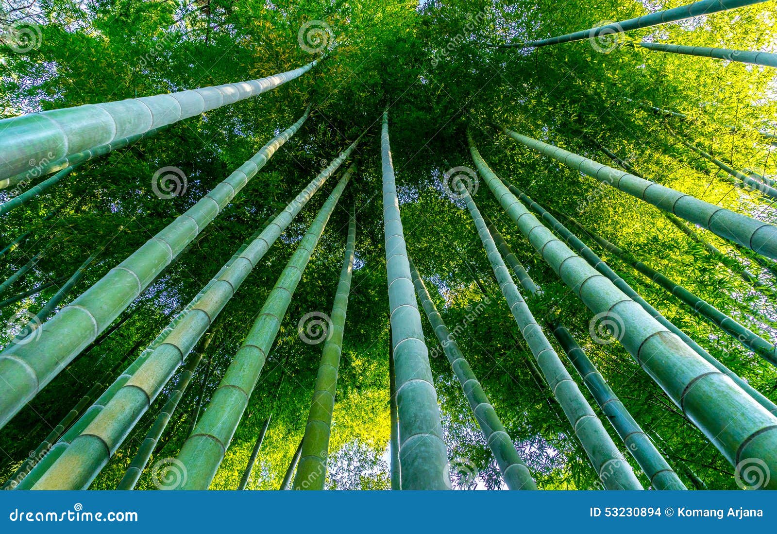 Sterk Japans Bamboe stock foto. Image of nave, installatie - 53230894