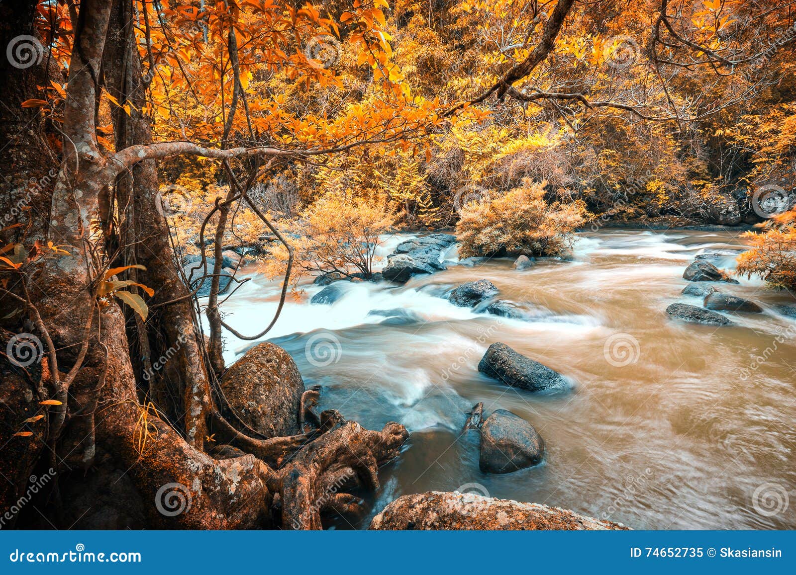 Sterke Modderrivier in Regenachtig Bos Stock Afbeelding - Image of blad ...