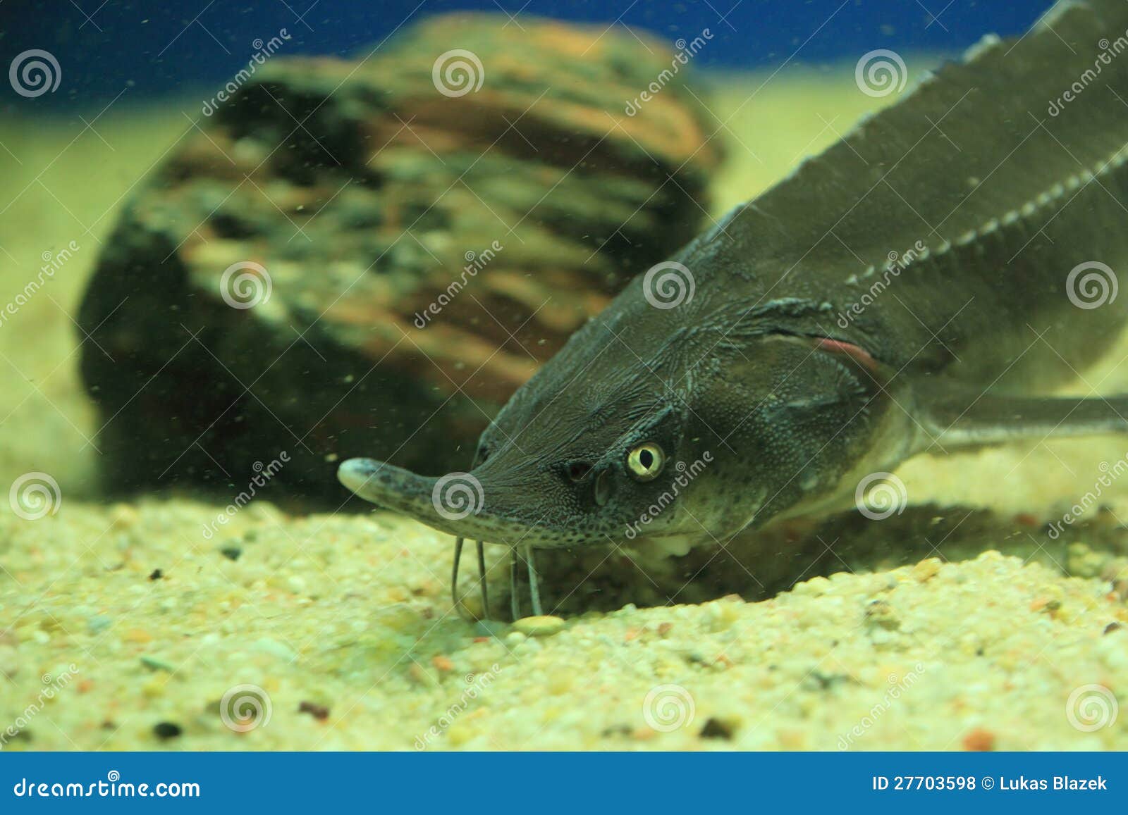 Sterlet stock photo. Image of eurasian, common, fish - 27703598