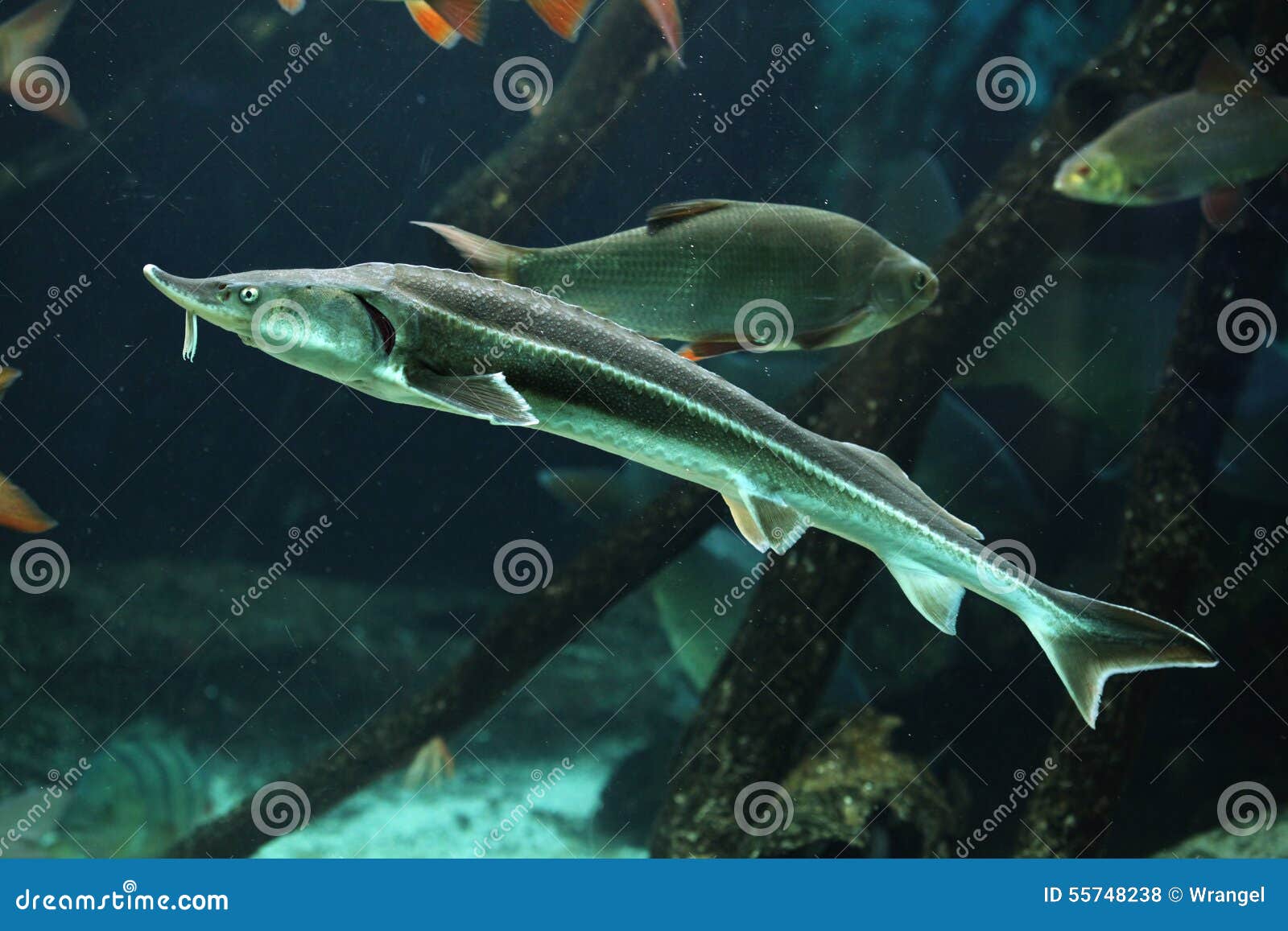 Sterlet (Acipenser Ruthenus) Stockfoto - Bild von frech, schwimmen ...