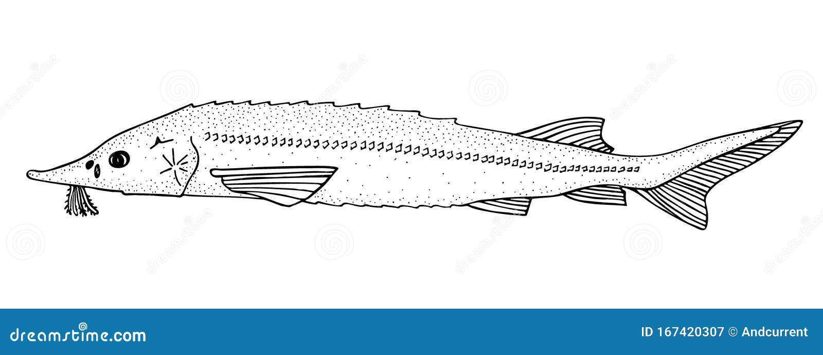 Sterlet. Black Hand Drawn Realistic Outline Vector Image. Stock Vector ...