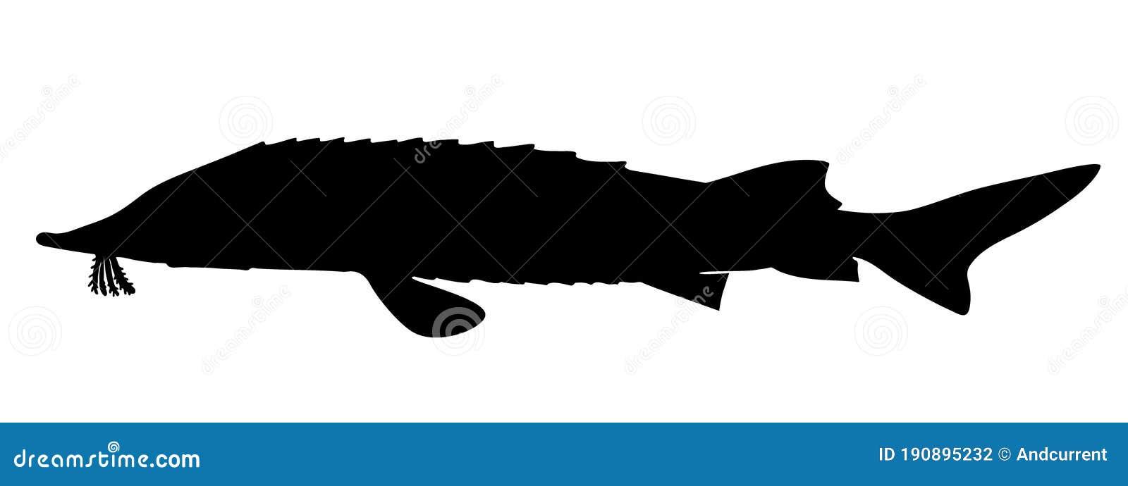 Sterlet. Black Hand Drawn Realistic Outline Vector Silhouette Image ...