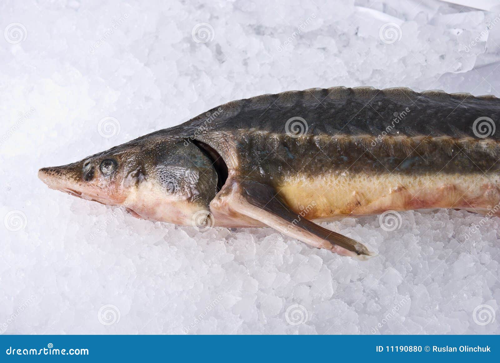 Sterlet fish stock photo. Image of background, market - 11190880