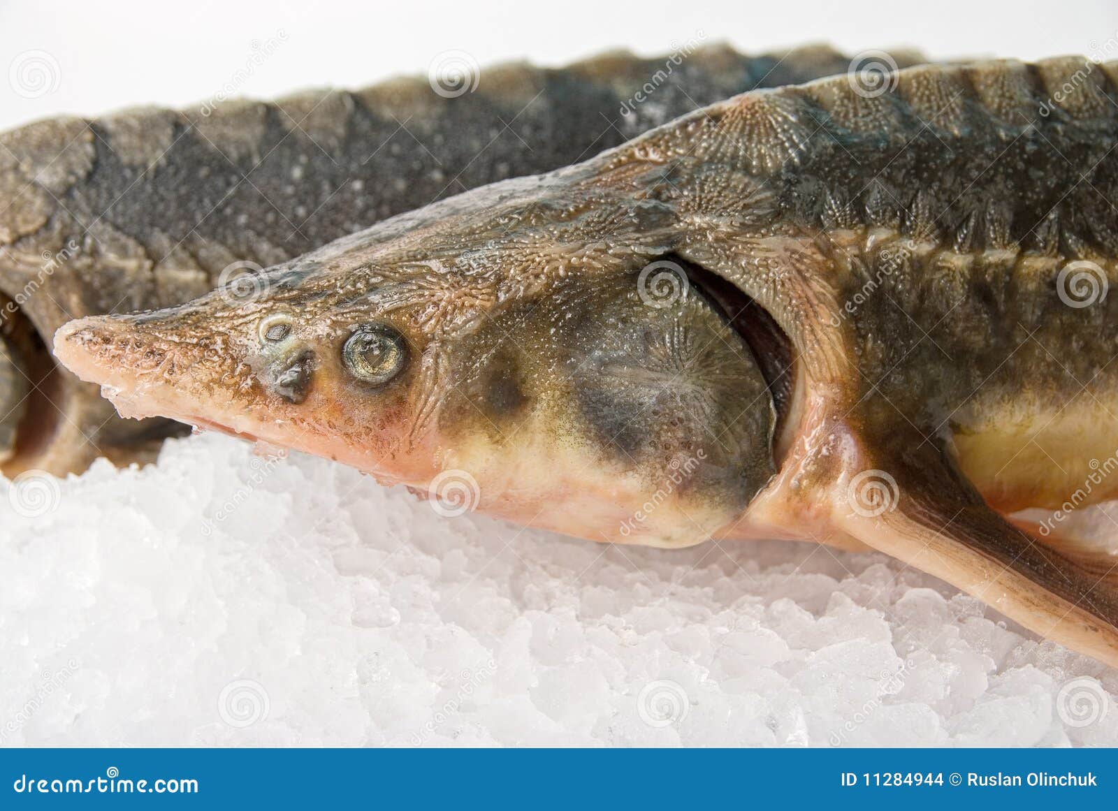 The sterlet fish stock photo. Image of freshness, background - 11284944
