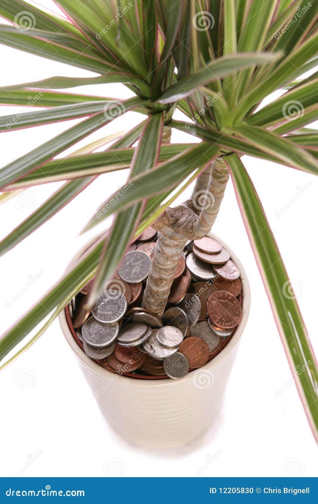 Sterling Money in Plant Pot Stock Photo - Image of studio, succesful ...