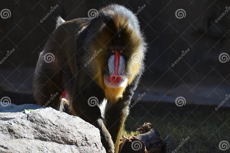 Stern Face of a Mandrill Monkey Up Close Stock Photo - Image of monkeys ...