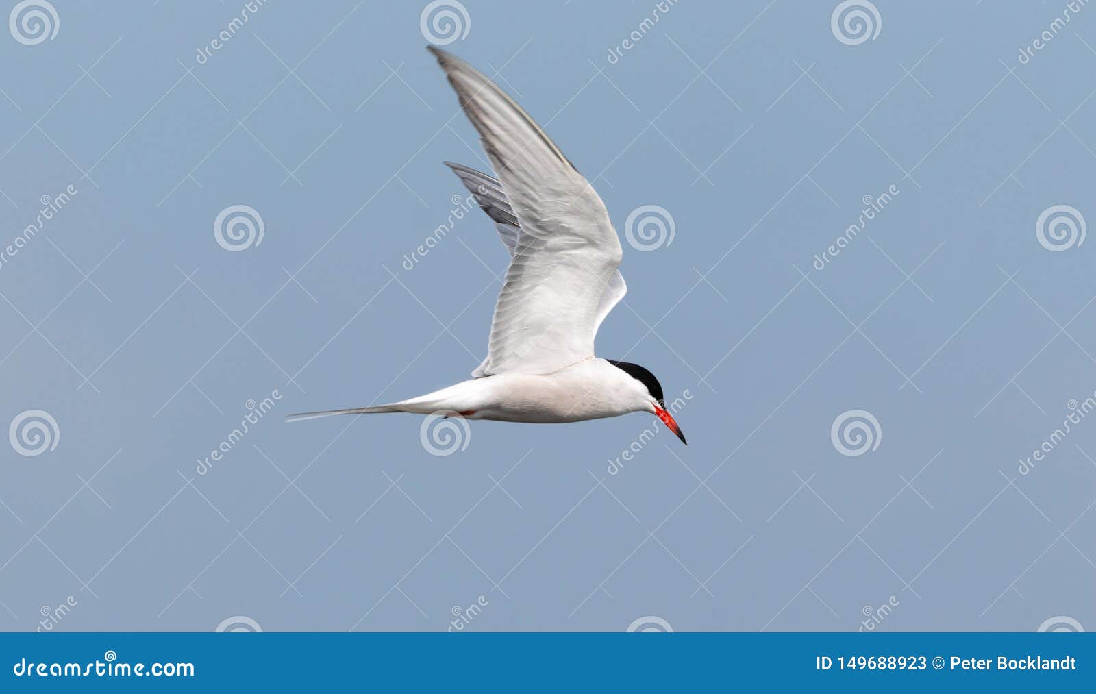 Stern in Flight on Spring Morning Stock Image - Image of natural ...