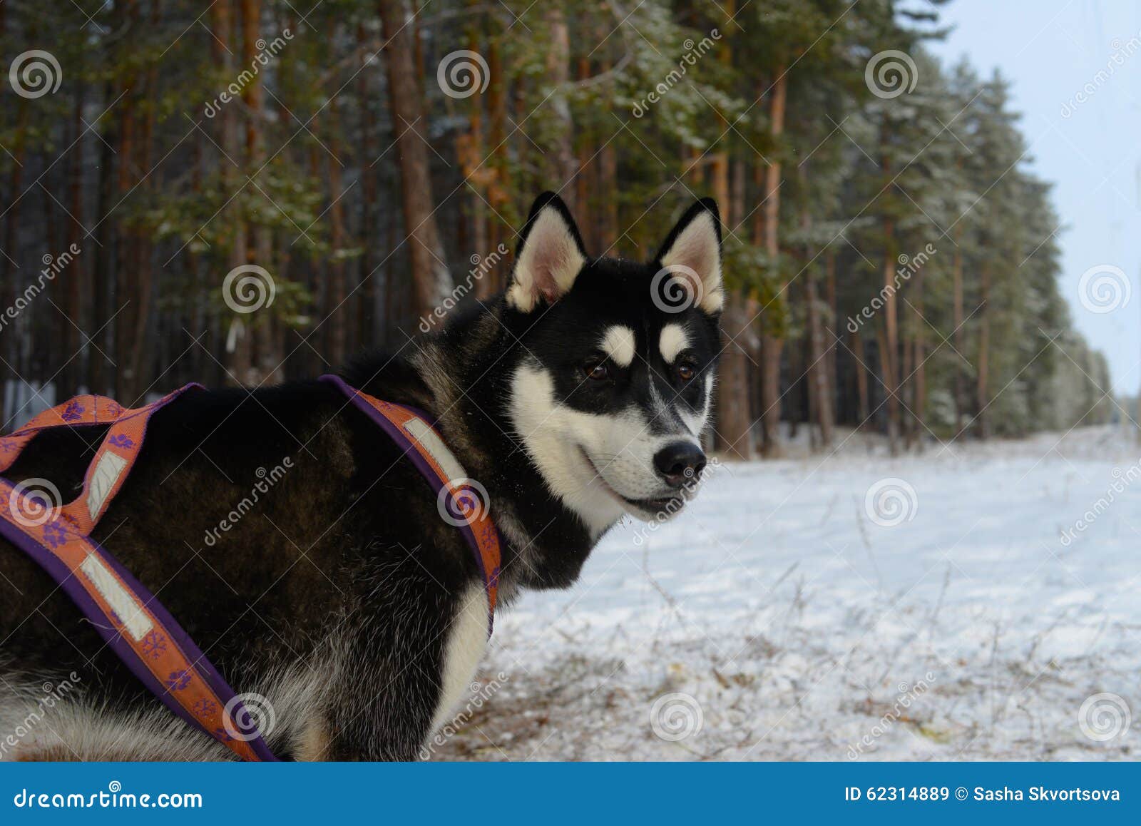 Stern leader sled rides stock image. Image of husky, spruce - 62314889