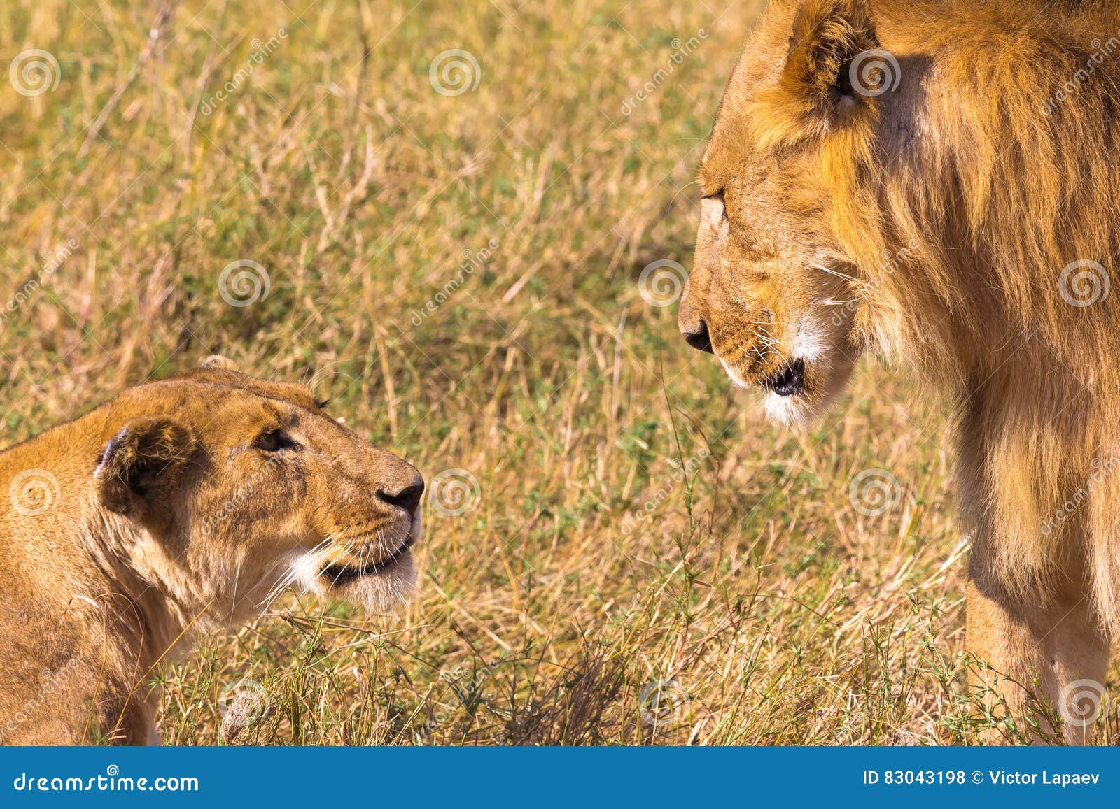 Stern look of lion. Kenya stock photo. Image of landscape - 83043198
