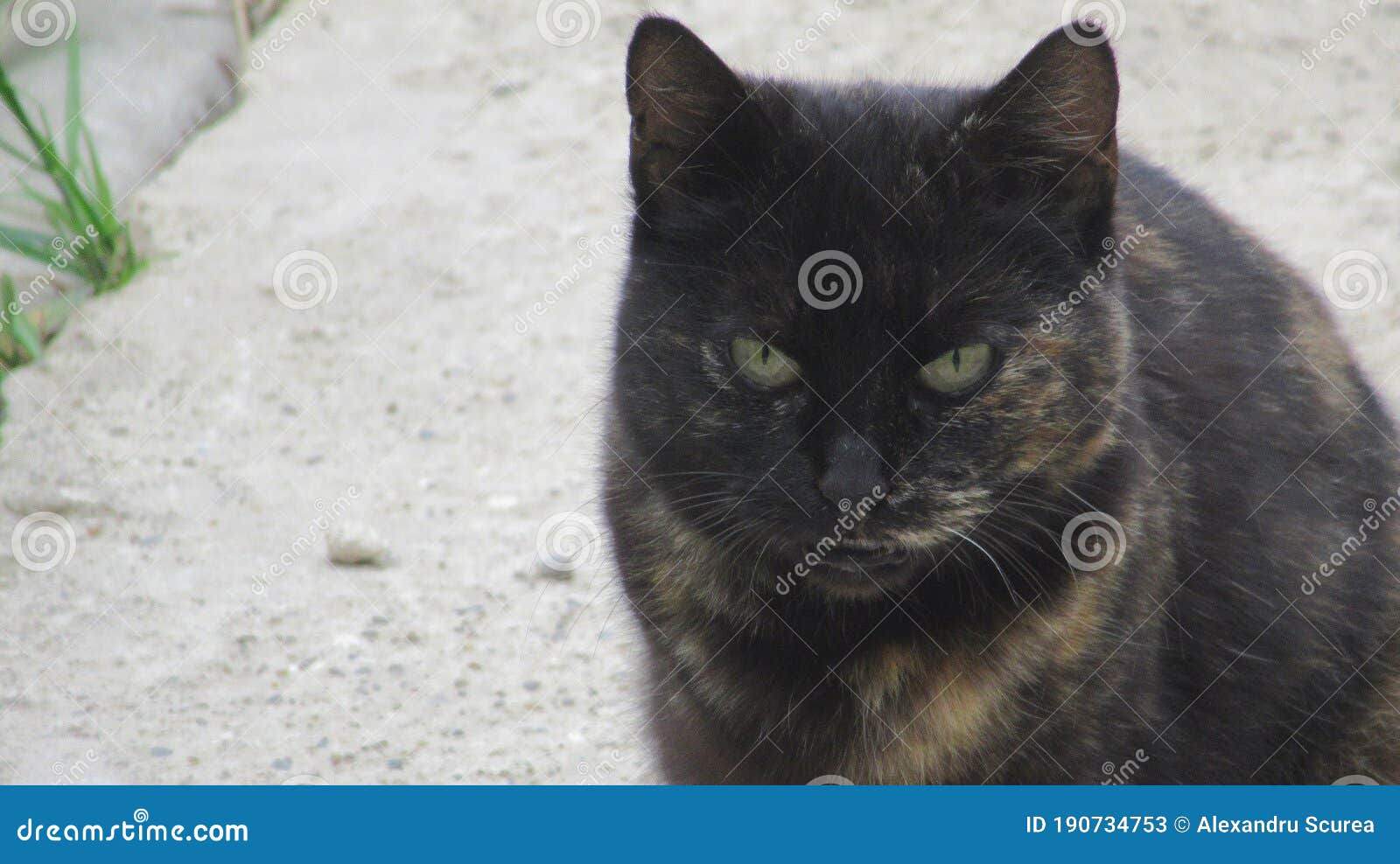 Stern Look Offended Cat Eyes Stock Image - Image of stern, look: 190734753